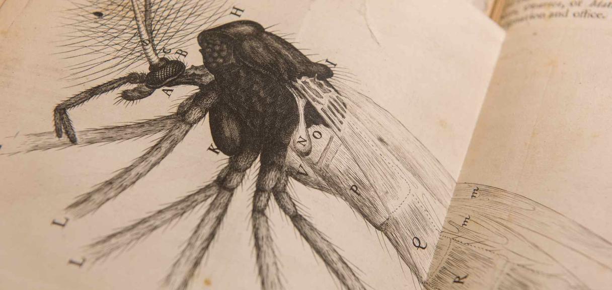 Seeing and Believing: Microscopy and the early Royal Society | History ...